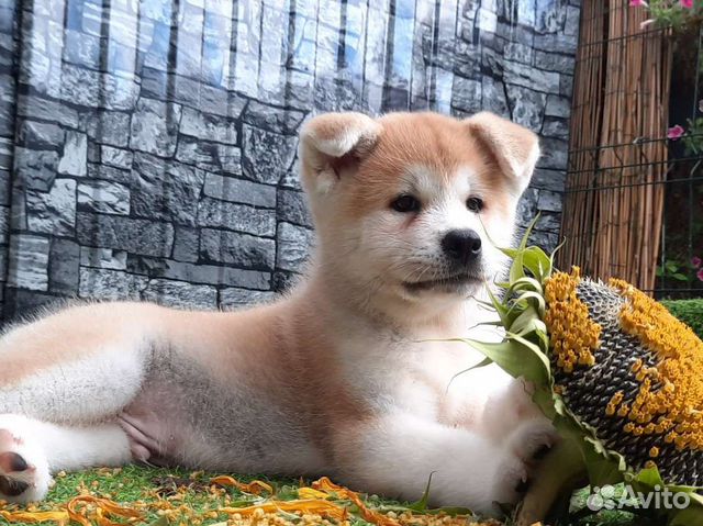 Классный парень Акита ину