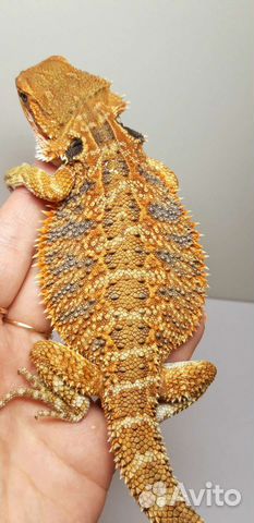 Агама самец 4 месяца