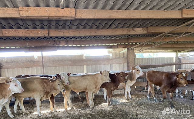 Продаются бычки