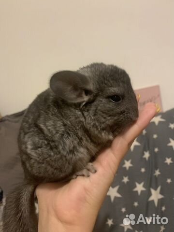 Шиншилленок