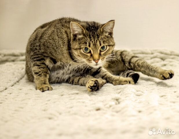 Кошка камышка ищет новый дом