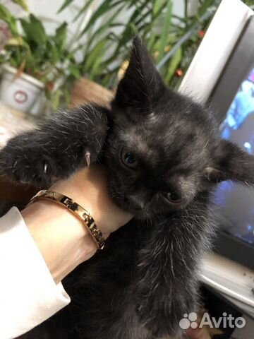 Котята в добрые руки, 1 сыночек и лапочка дочка