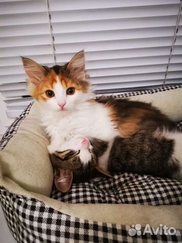 Котенок конфетка Шипа., 2,5 месяца