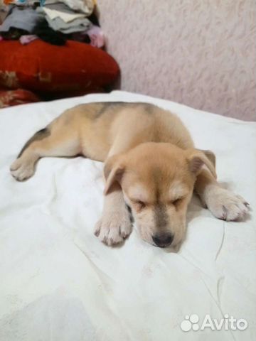 Плюшевые щенки