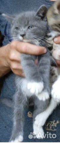 Котенок,мальчик. 1.5 месяца. От домашней кошки