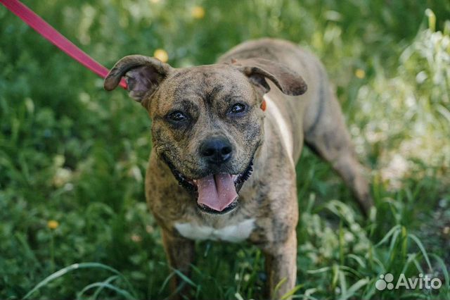 Стаффордширский терьер