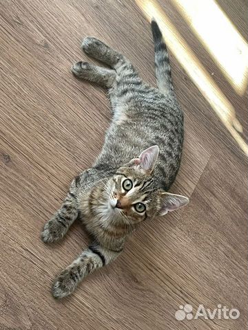 Котенок Тобби