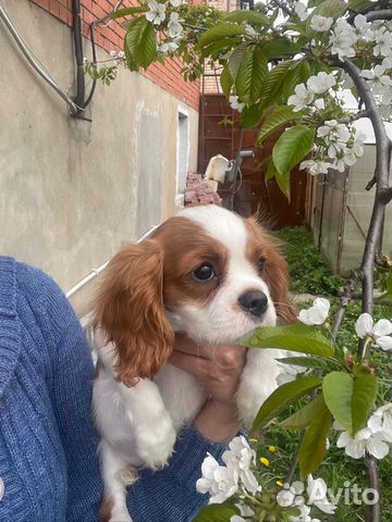 Кавалер Кинг Чарльз Спаниель