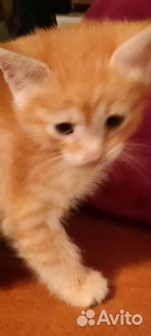 Рыжий котик