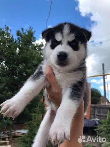 Сибирский хаски