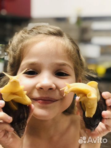 Улитки ахатины бесплатно