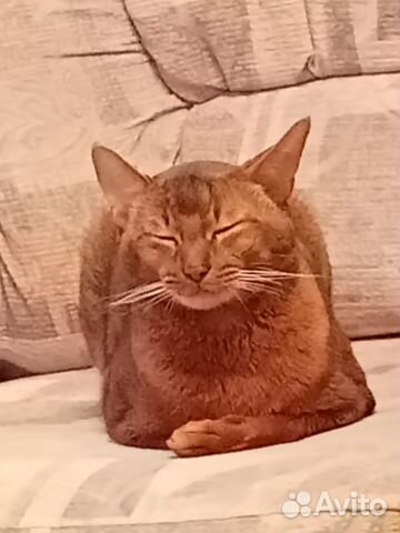 Кот Абиссинец ищет невесту