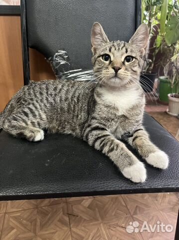 Кошка