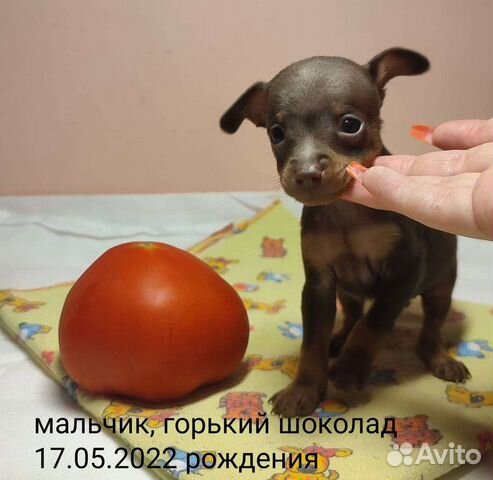 Щенки русский той-терьер
