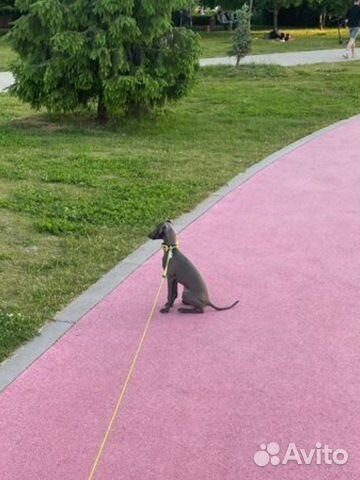 Щенки левретки