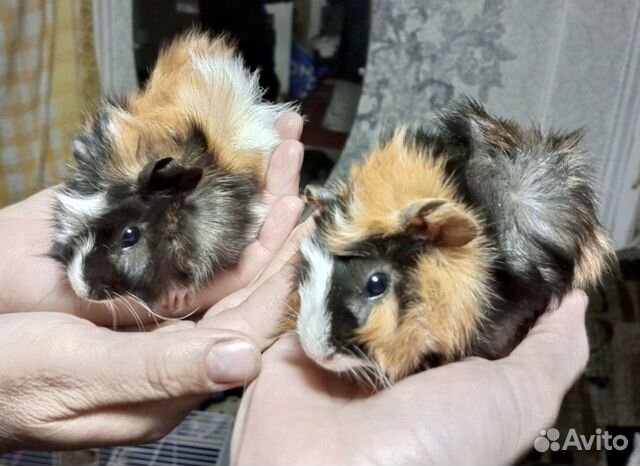 Морские свинки