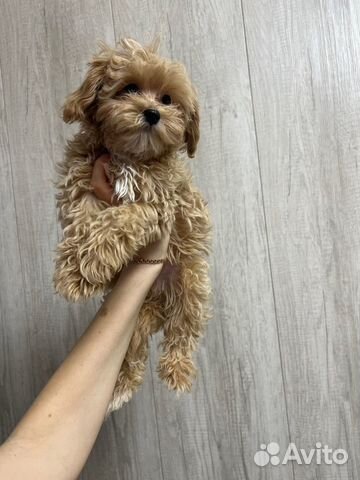 Мальтипу ф1 яркий мальчик мини карамель