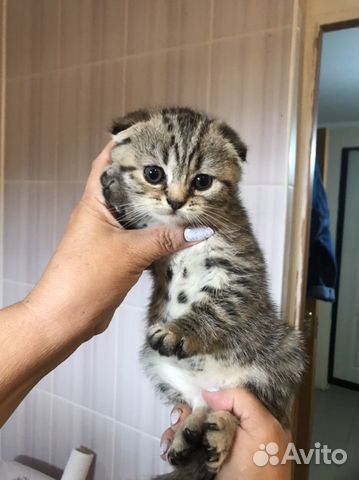 Шотландская