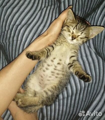 Котенок в добрые руки