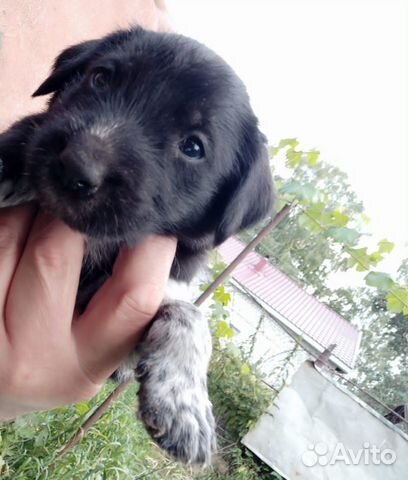 Щенки дратхаара