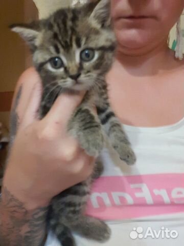 Котята в добрые руки бесплатно