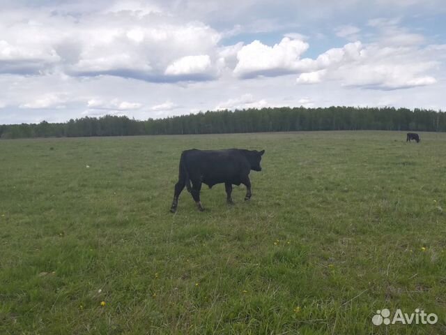 Мясо быков блэк ангус