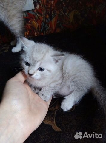 Тайский котик