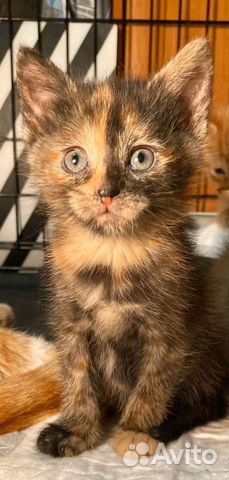 Котята сестрички в дар 1 мес