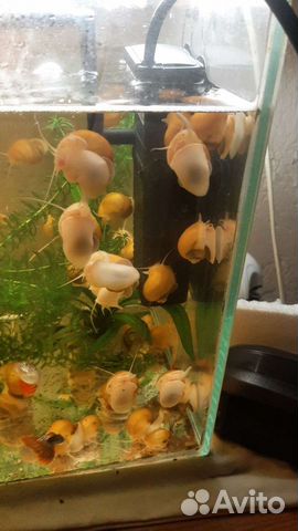 Домашние животные