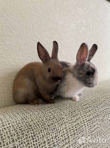 Декоративные карликовые кролики