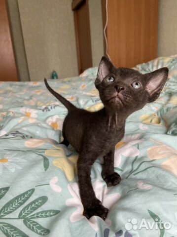 Котята сфинкс