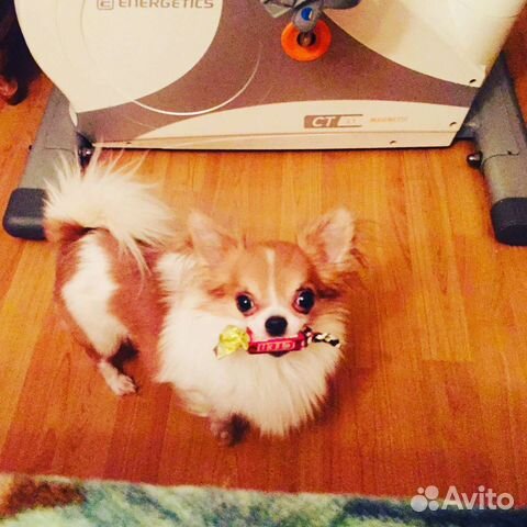 Чихуахуа мини вязка