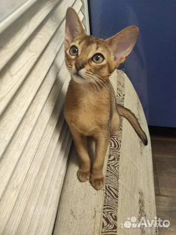 Абиссинские котята