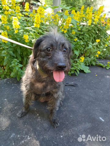 Маленькие собаки из приюта