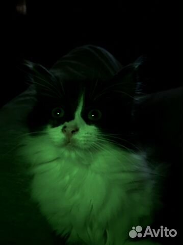 Чудесная кошечка Мотя ищет семью