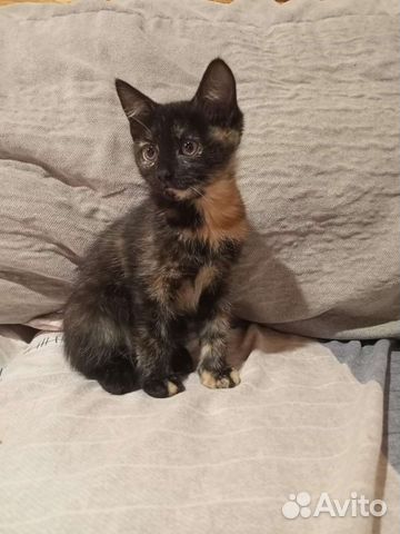 Котята в добрые руки бесплатно