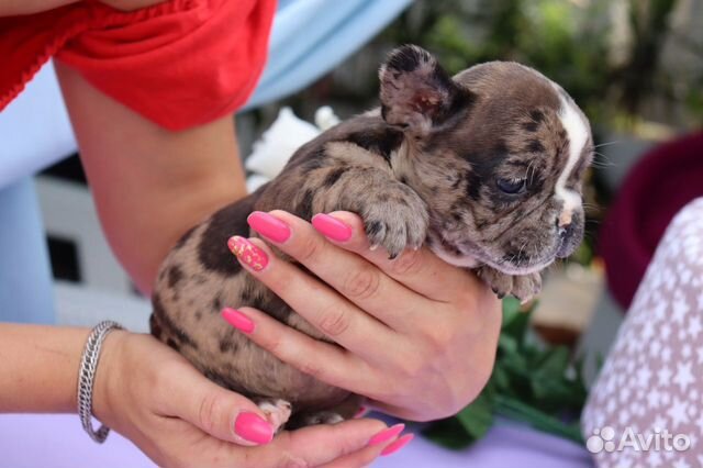 Щенки французского бульдога