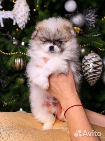 Мальчики Пати-колор