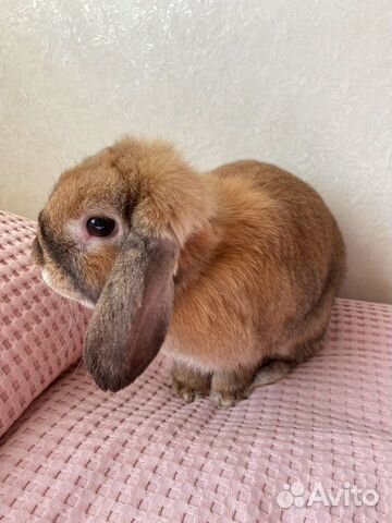 Декоративный вислоухий кролик