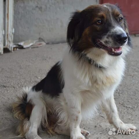 Собака в добрые руки