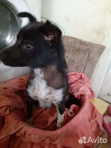 Малышка- Метис хохлатой ищет семью