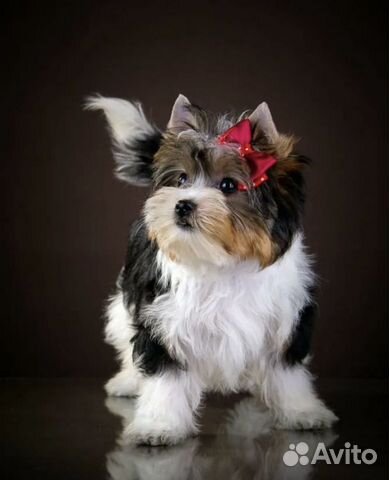 Щенки бивер йорка