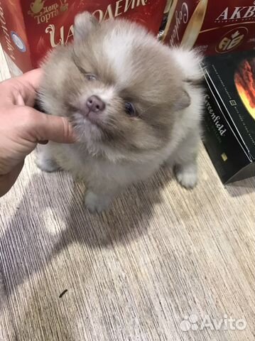 Померанский шпиц тип мишка мини