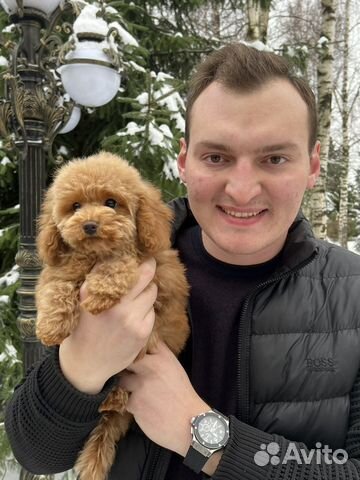 Той пудель девочка Ляля