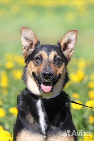 Молодая Рокси ищет дом