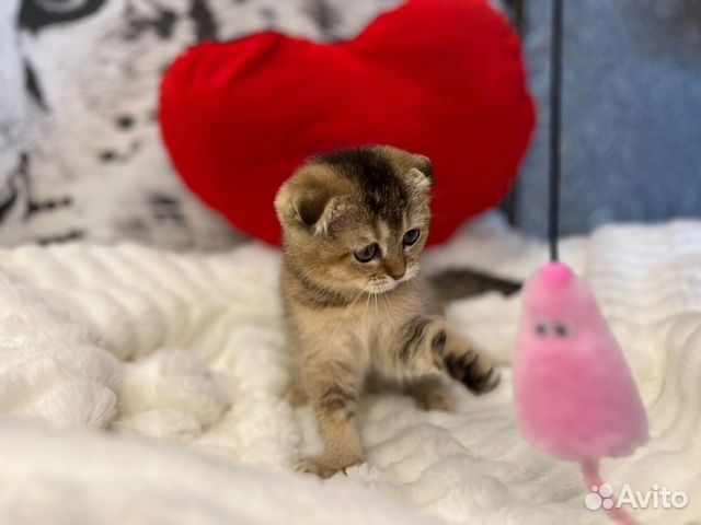 Шотландский мальчик
