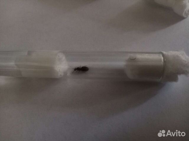 Матка муравьев Lasius niger