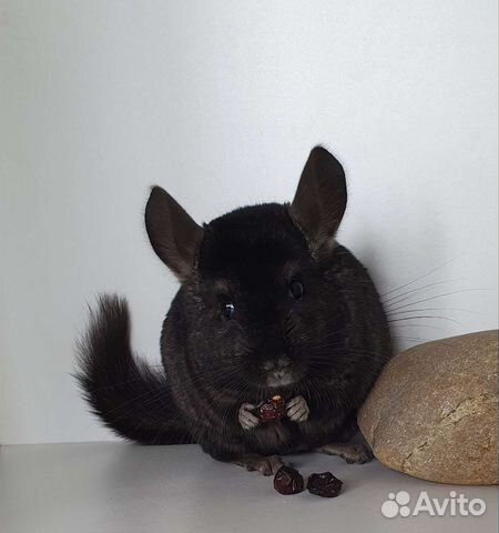 Шиншилленок девочка эбони темный 6 мес