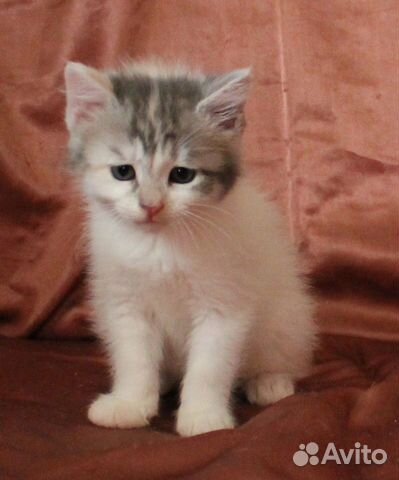 Котенок Маруся 2 мес