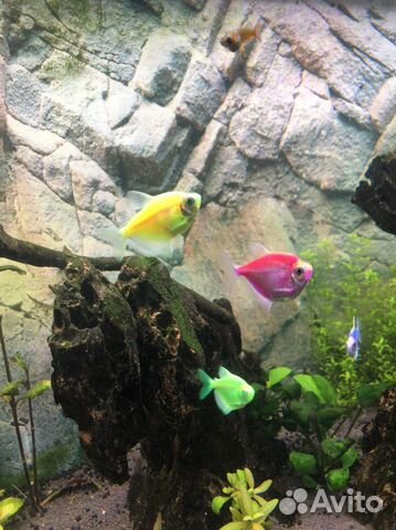 Тернеция гло